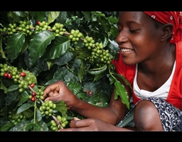 Zimbabwe coffee farmers to pilot Nespresso’s Afric...