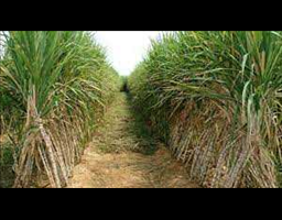 Sweet Deal: Zimbabwe and African Sugar Association...