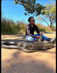 More pythons in Harare than in bush: Chawaz