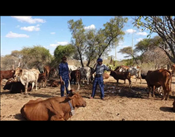Cattle rustler gets 9-year jail term