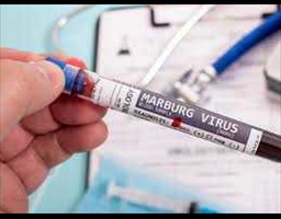 Marburg Virus Emerges as New Scourge in Africa Ami...