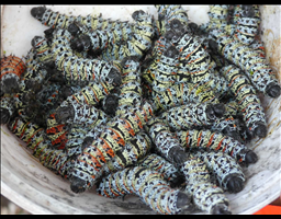 Celebrating Zimbabwe’s insect delicacies: ancient ...