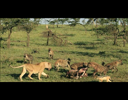 Wildlife overpopulation sparks concern in Tsholots...