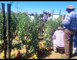 SeedCo Unveils Smarter Farming Seed Varieties