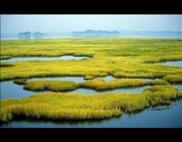 Over 60 percent of wetlands degraded in Zimbabwe