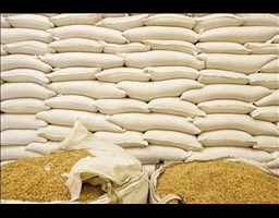 Govt Sets US$380/MT Maize Price for 2025/26 Seas...