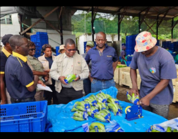 Banana Value Chain Key to US$2B Horticulture Drive