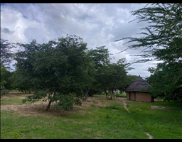 Where Roots Tell Stories: Panyatsime’s Indigenous ...