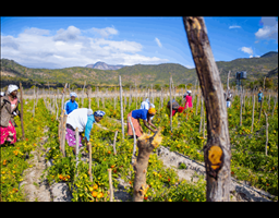 Zimbabwe's decade of climate resilience reaches 1....
